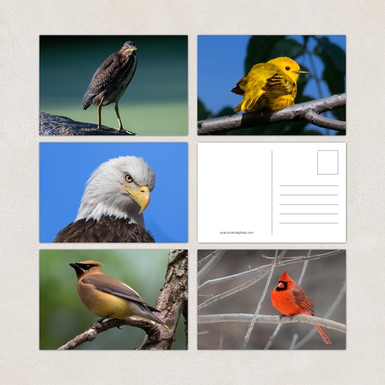 Buy Minnesota Birds Photography Postcards: Nature Art Set Online in ...