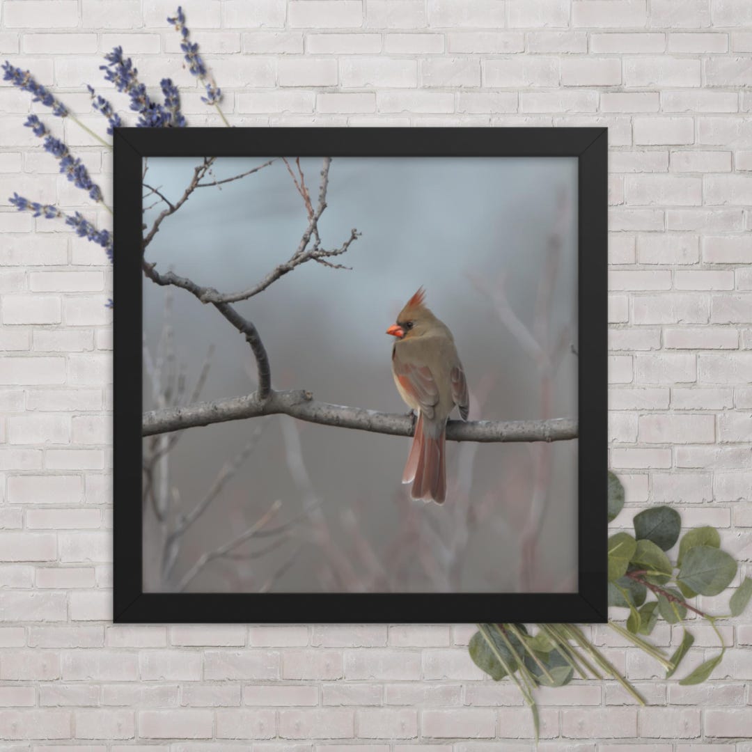 Lady Cardinal Framed Photo Print | Nature Wall Art | Female Cardinal ...