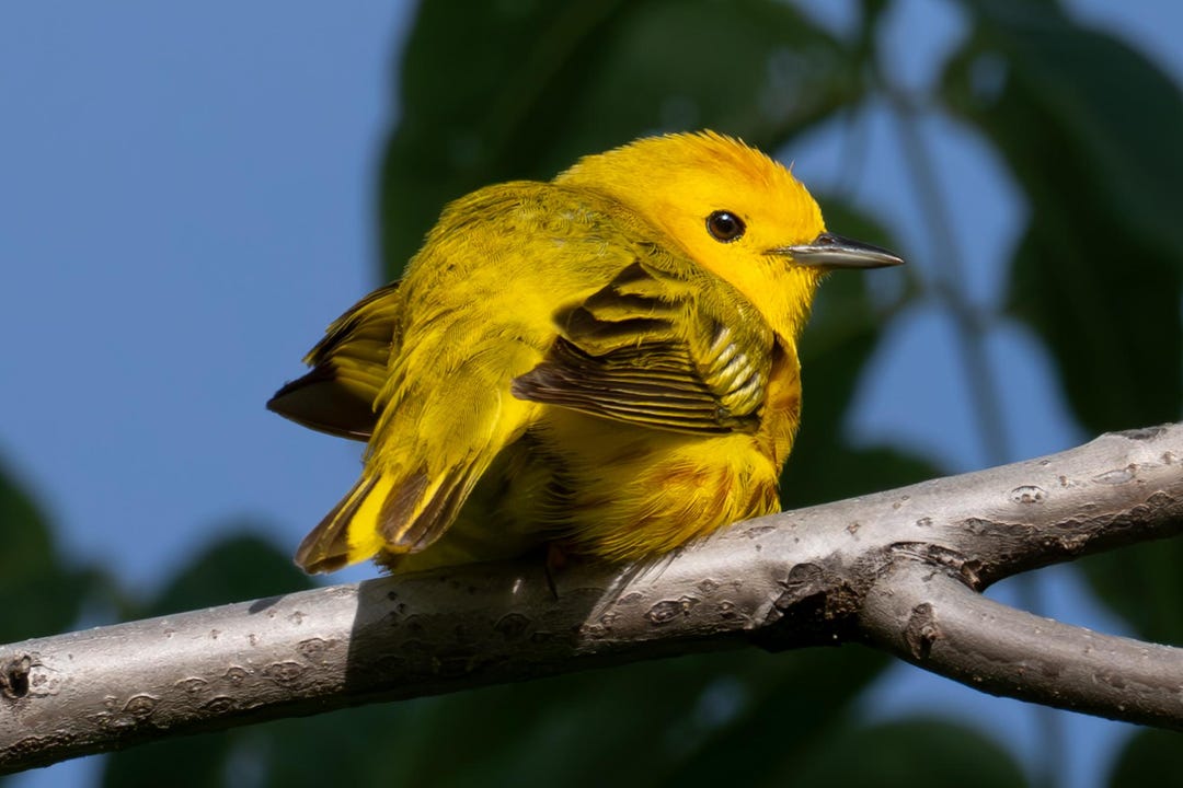 Buy Minnesota Birds Photography Postcards: Nature Art Set Online in ...