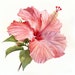 Hibiscus Flower Watercolor Clipart Bundle, Exotic Tropical Bloom Free ...