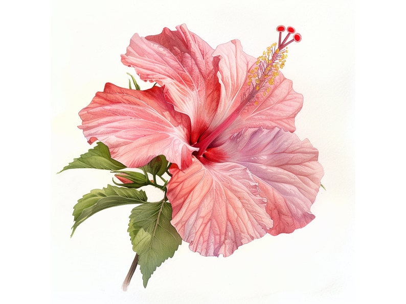 Hibiscus Flower Watercolor Clipart Bundle, Exotic Tropical Bloom Free ...