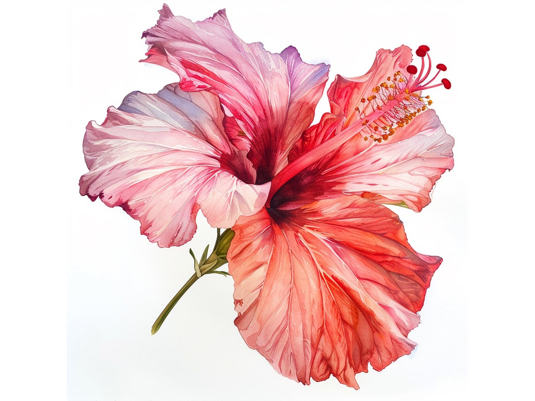 Hibiscus Flower Watercolor Clipart Bundle, Exotic Tropical Bloom Free ...