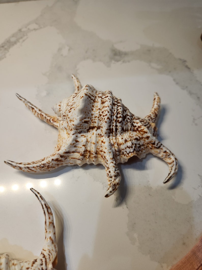 Spider Conchs - Etsy