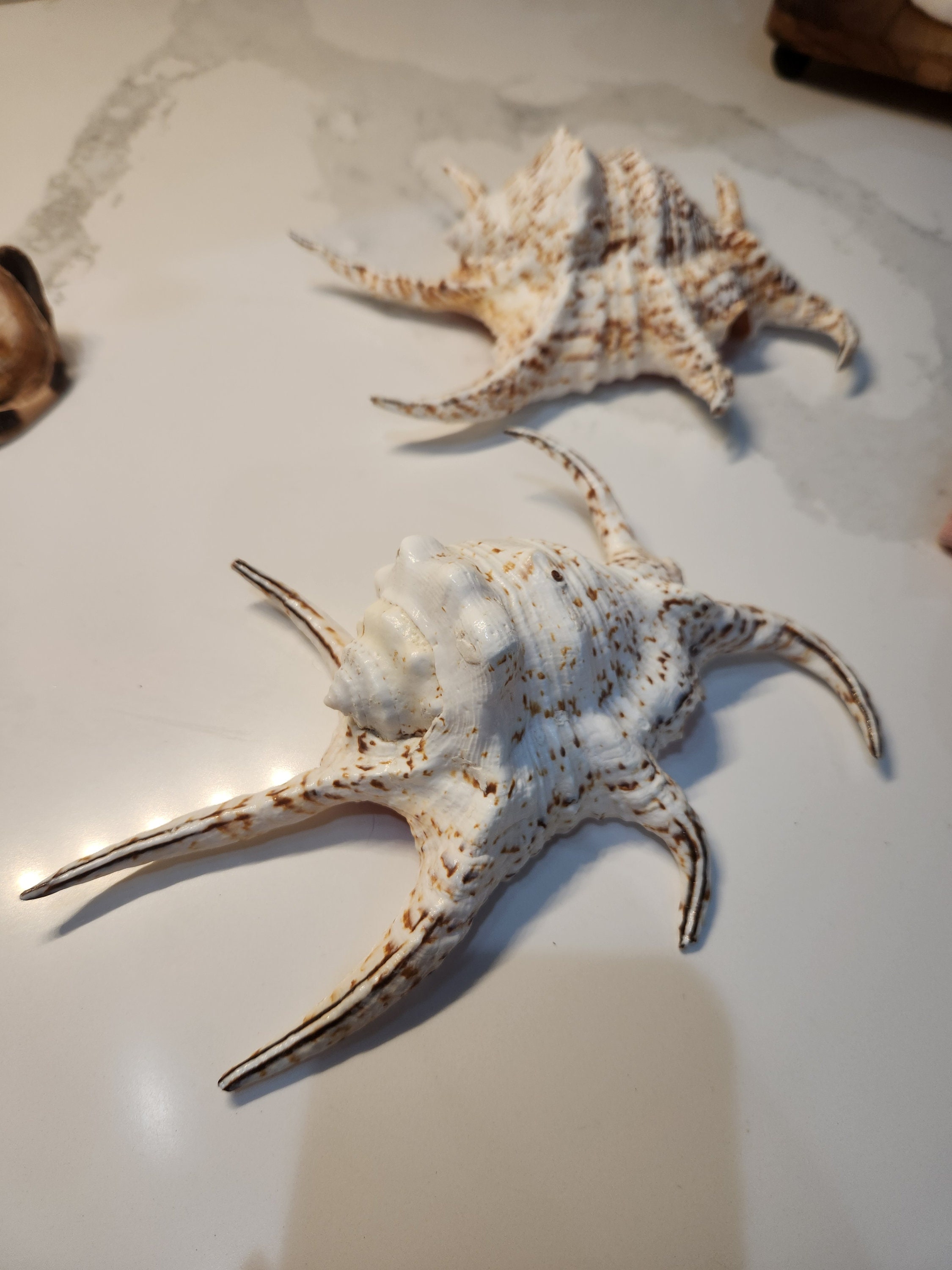 Spider Conchs - Etsy