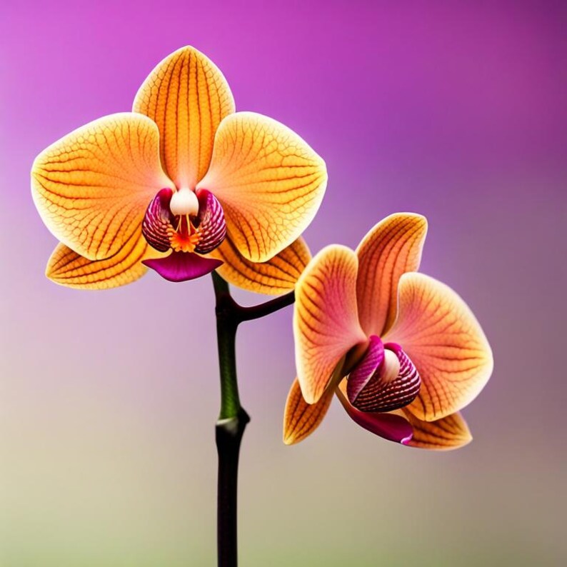 Vibrant Orchid T-shirt Design, Bundle, PNG Files, Custom Apparel and ...