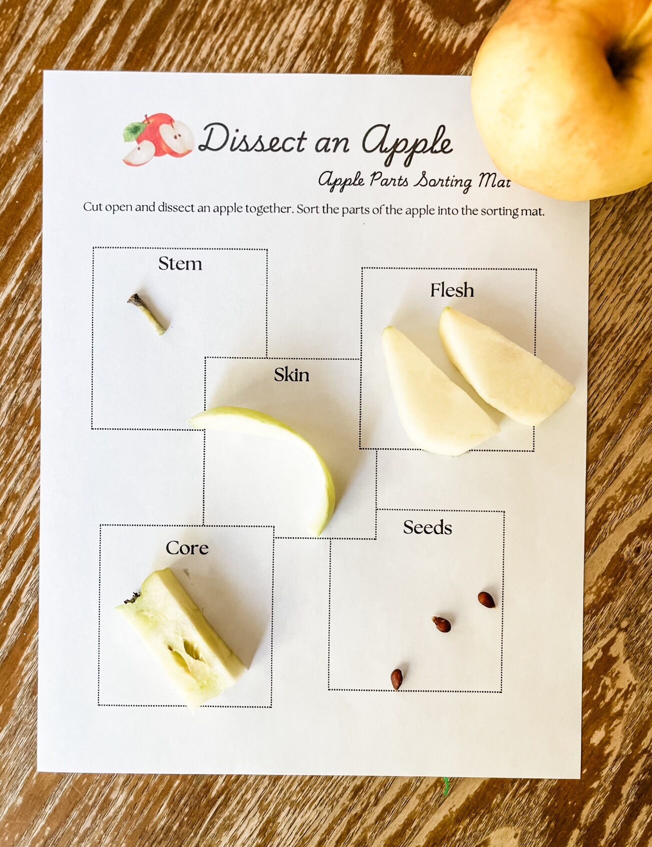 Digital Apple Unit Study, Apple Bundle, Fall Learning, Downloadable ...
