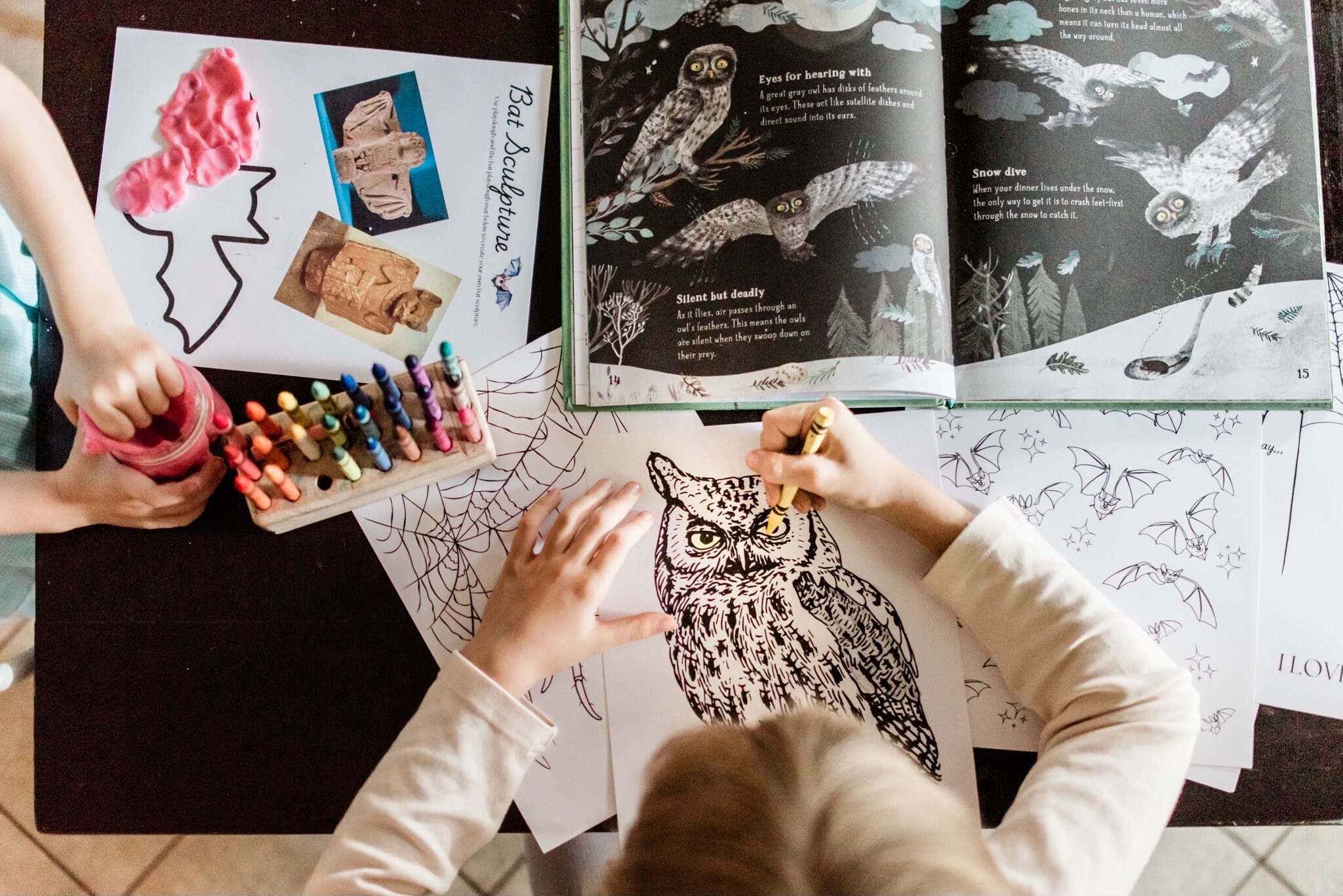 Spiders, Bats, and Owls! Oh, My! Unit Study, Nocturnal Animals Bundle ...