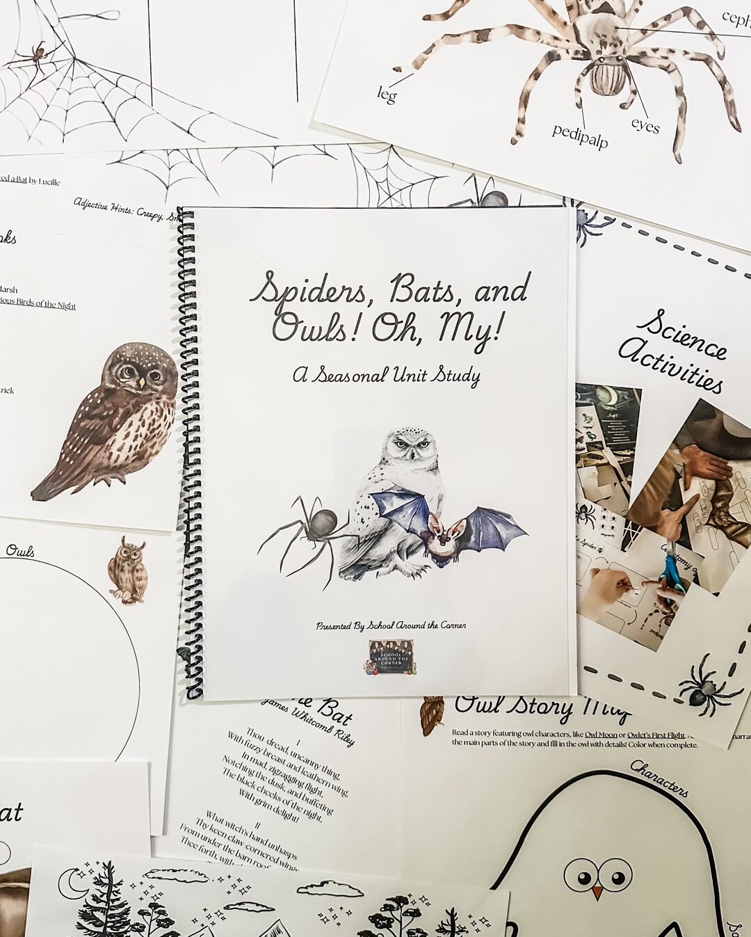 Spiders, Bats, and Owls! Oh, My! Unit Study, Nocturnal Animals Bundle ...