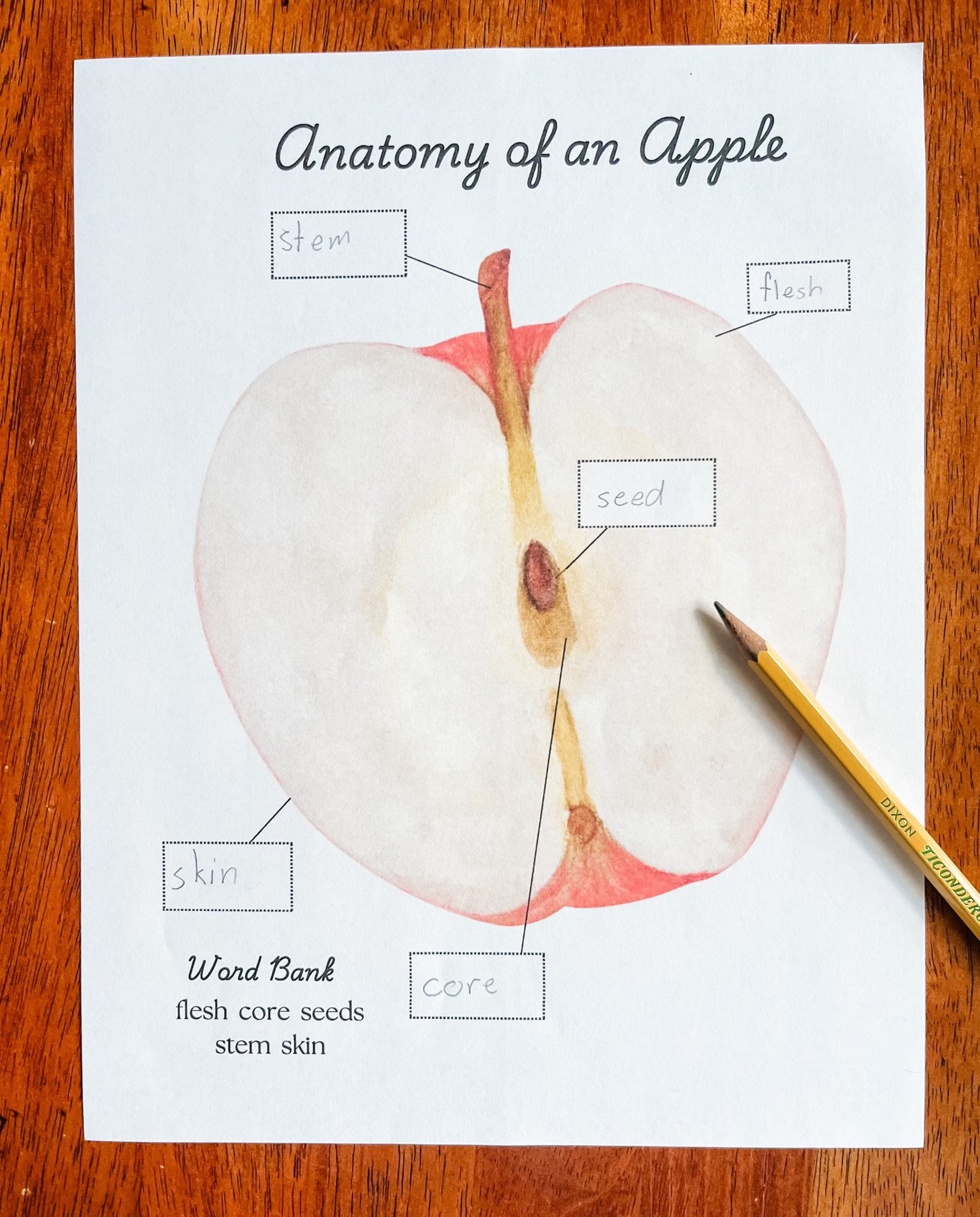 Digital Apple Unit Study, Apple Bundle, Fall Learning, Downloadable ...
