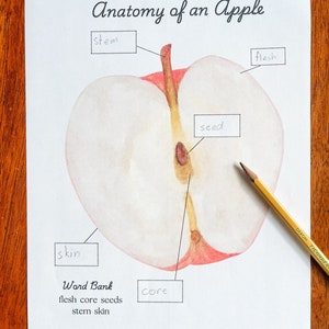 Digital Apple Unit Study, Apple Bundle, Fall Learning, Downloadable ...