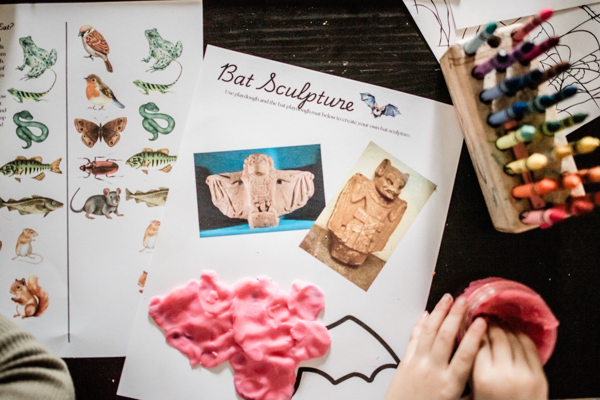 Spiders, Bats, and Owls! Oh, My! Unit Study, Nocturnal Animals Bundle ...