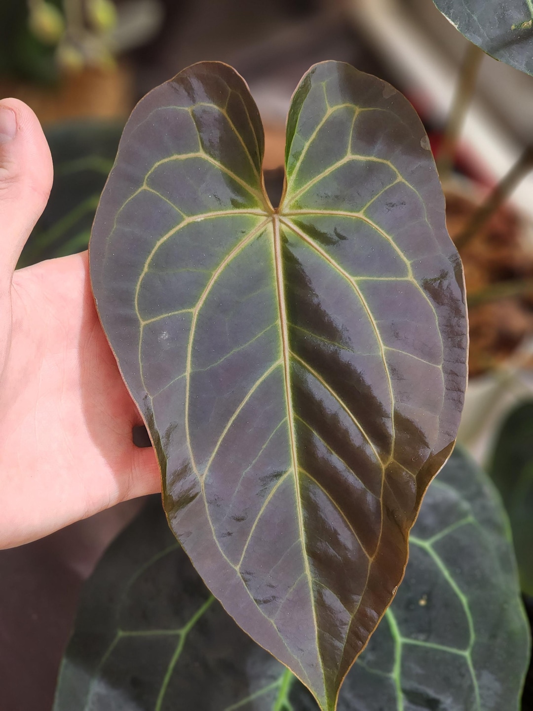 Anthurium Blue Velvet X (AOS DF X BVEP) Select Holdback Seedling - Etsy