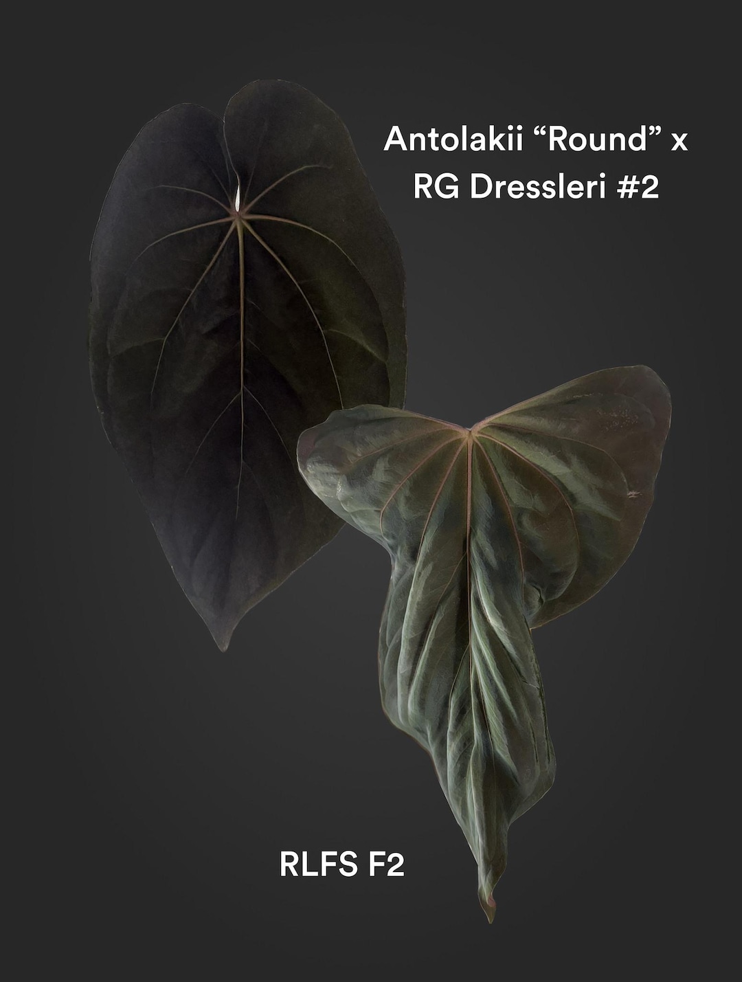 Anthurium (dressleri BVEP) X RLFS Large Select Seedlings - Etsy