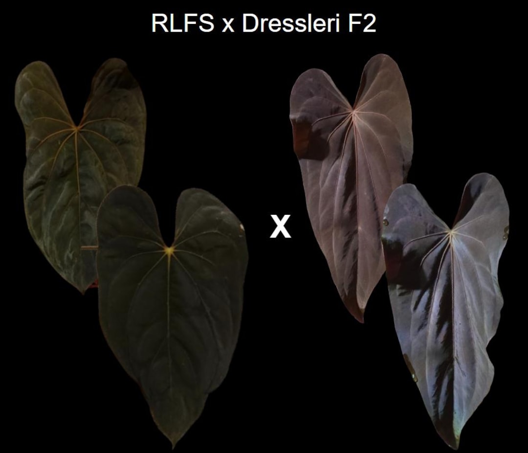 Anthurium RLFS X Dressleri F2 Seedling - Etsy
