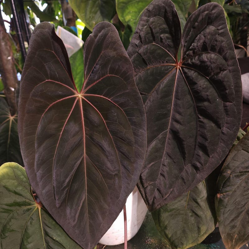 Anthurium Black Seedling - Etsy