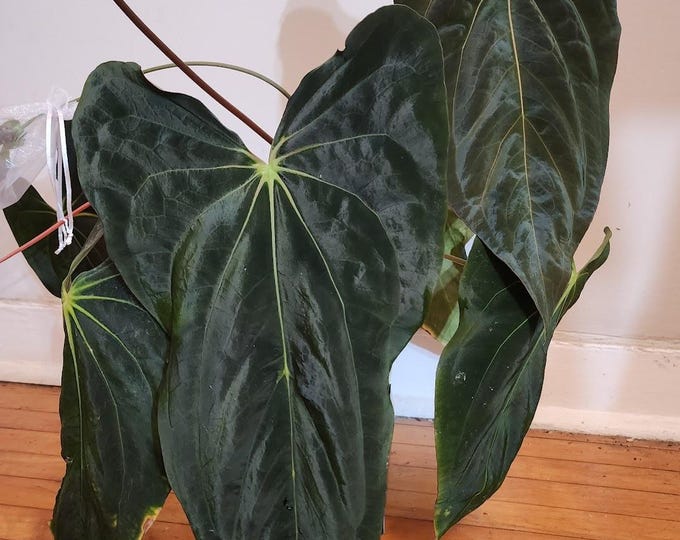 Anthurium RLFS X Carla 'amanda' Self Seedling - Etsy