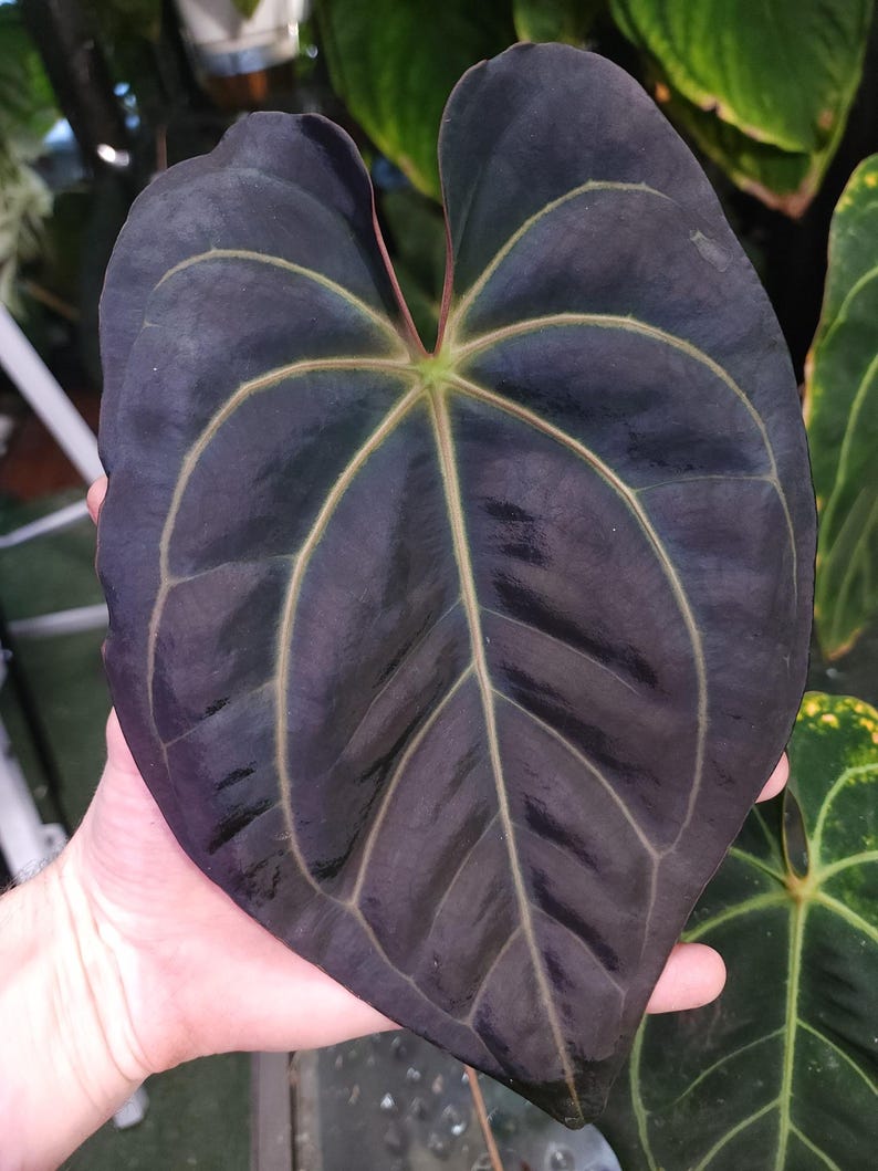 Anthurium 'rainbow Beast' Besseae Aff Germinated Seed - Etsy