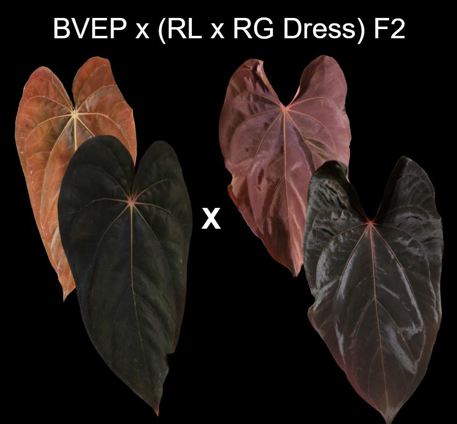 Anthurium (ralph Lynam X RG Dressleri) X BVEP F2 Seedling - Etsy