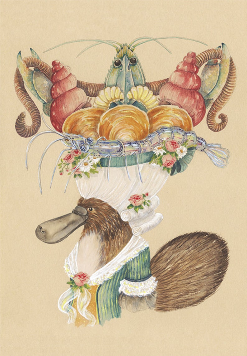 Platypus Cards Australia Cards Tasmania Cards Shell Cards Mollusk Cards ...