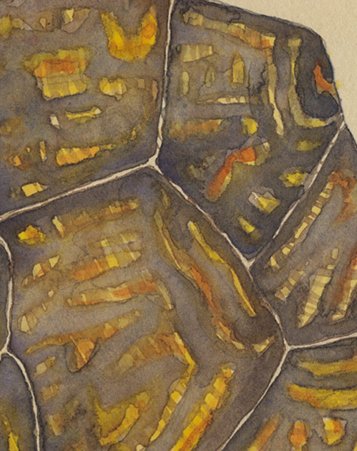 T is for Turtle Cards Red Tomato Cards Tortoise Cards - Etsy