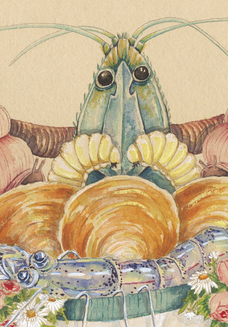 Platypus Cards Australia Cards Tasmania Cards Shell Cards Mollusk Cards ...