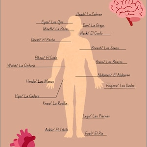 Spanish Medical Terminology, Body Parts/organs, Medical Words Spanish ...