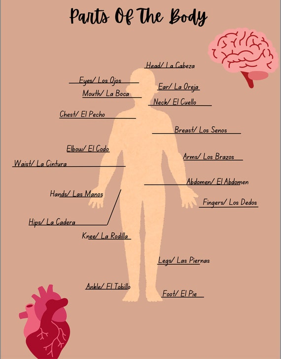 Spaans Lichaamsdelen Diagram