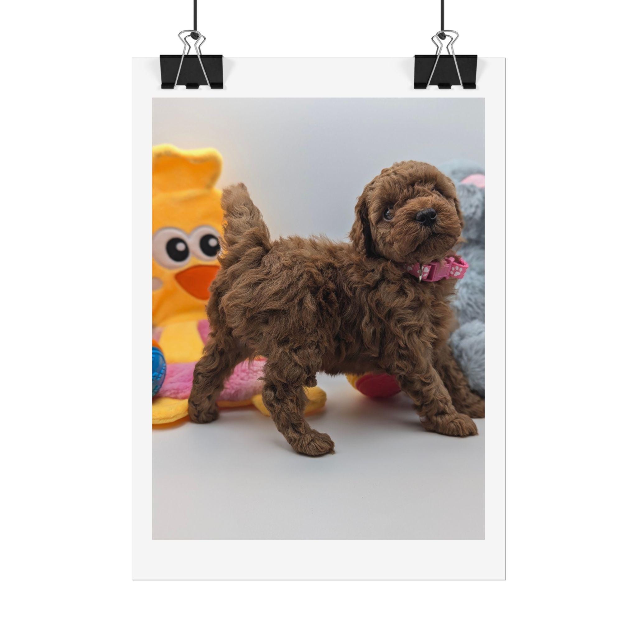 Cute Puppy Poster - Etsy