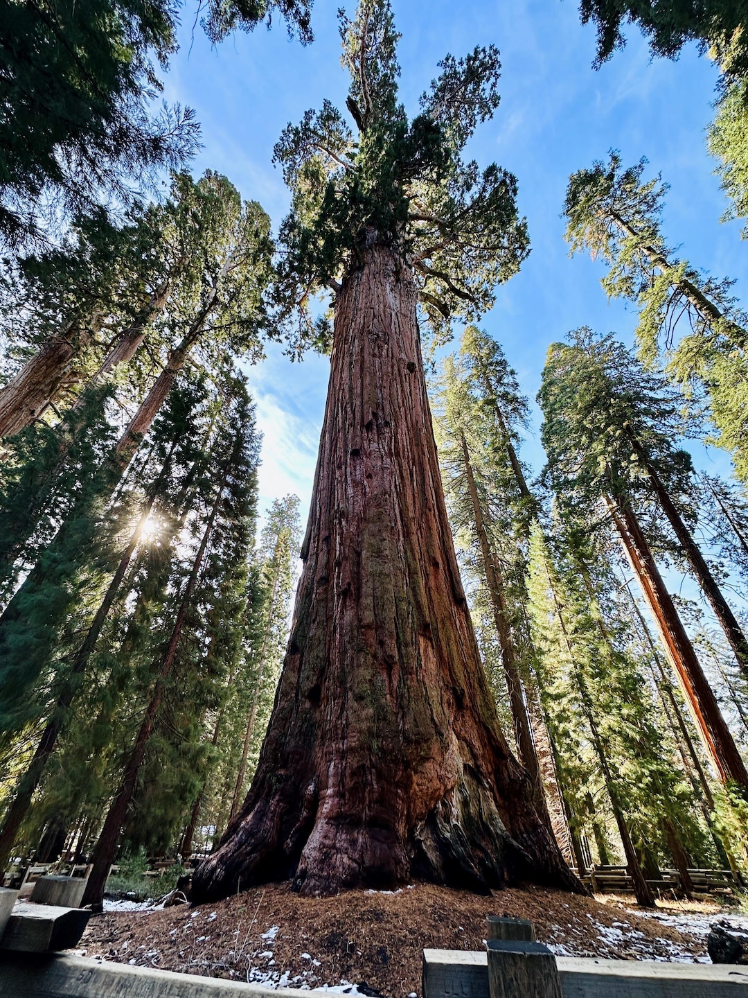 General Sherman Tree Photography - Sequoia National Park, World’s ...