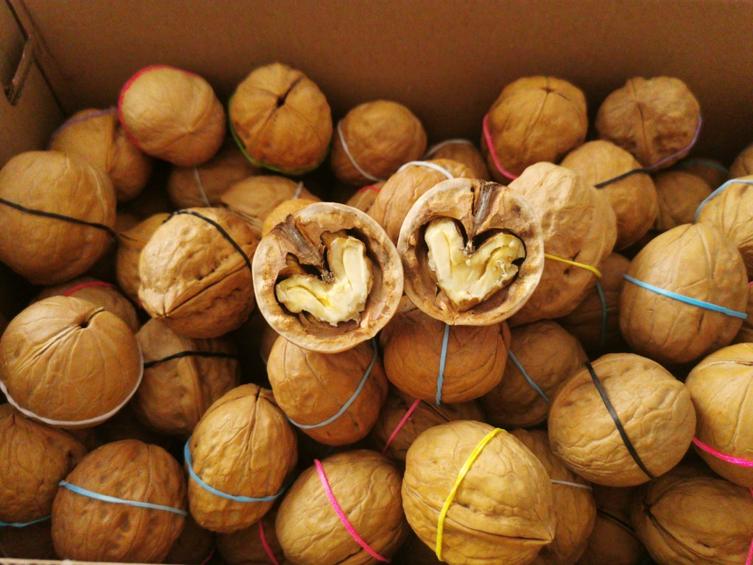 Walnut Shells for Crafts, Beautiful Walnut Shell Halves for Decoration ...