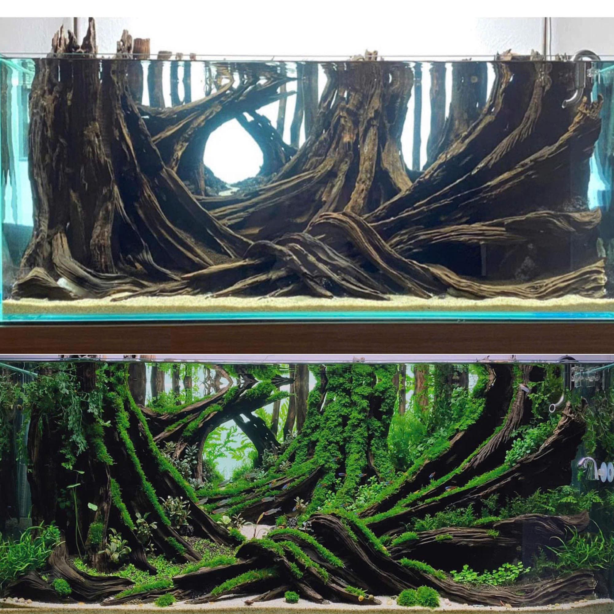 Jungle Aquascape Aquarium, Unique Aquascaping, House for Aquarium Fish ...