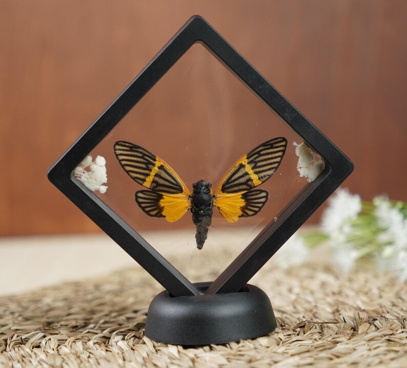 Real Floating Cicada Frame , Insect Butterfly Bug 3D Plastic Floating ...