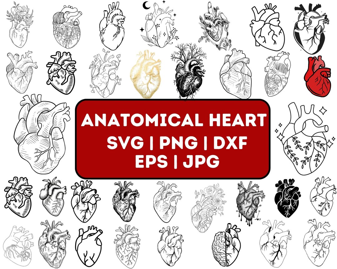 Anatomical Heart SVG Bundle: Floral, Medical Anatomy Cut Files (digital ...