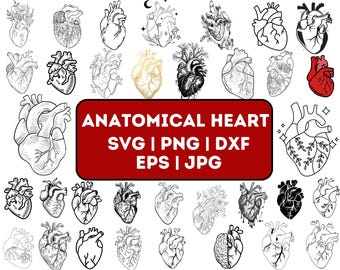 Anatomical Heart Svg Bundle, Flower Heart Svg, Human Heart Svg, Anatomy ...