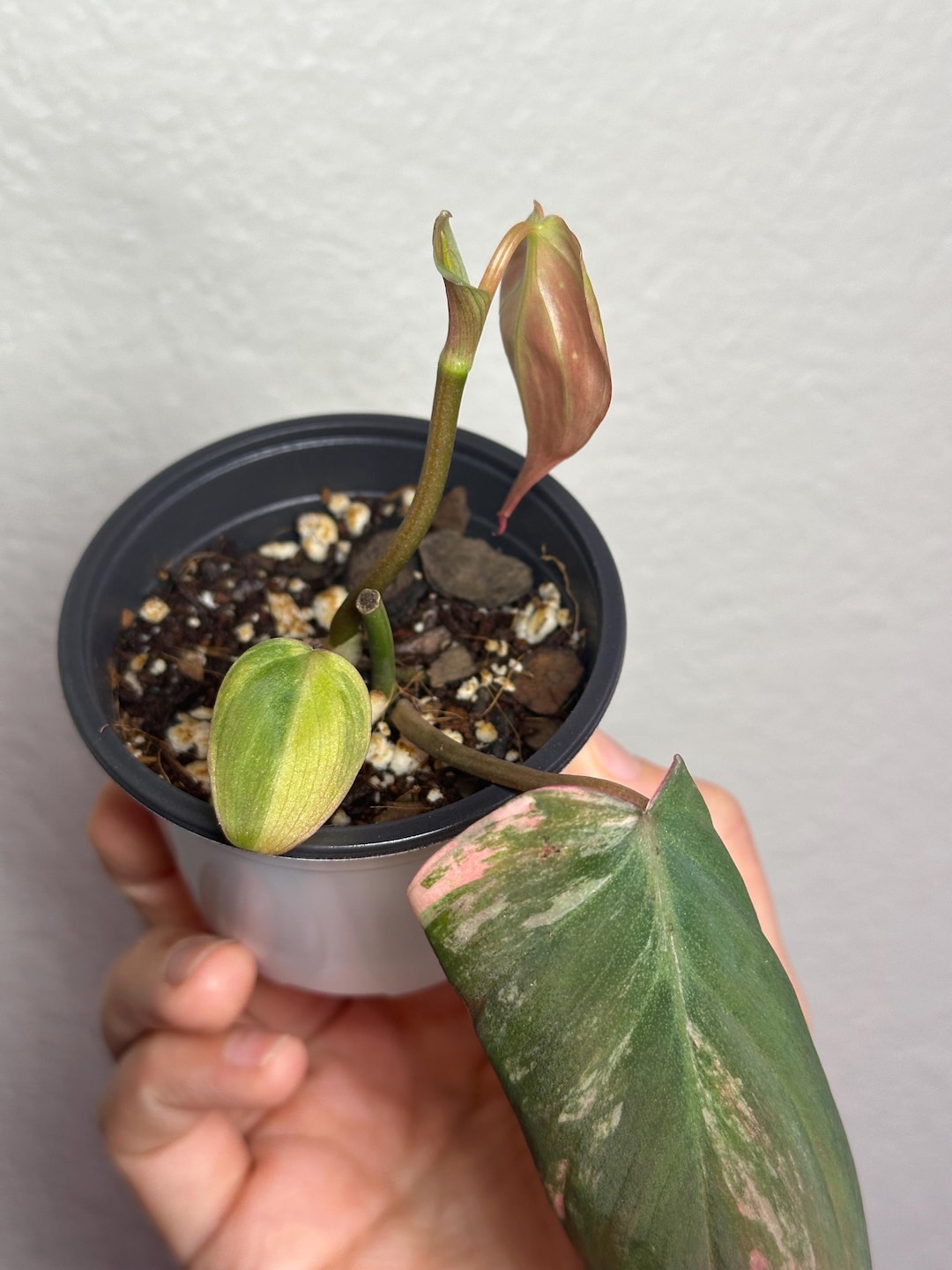 Pink Ferrari Variegated Mican Philodendron 2.5 Pot exact Plant - Etsy