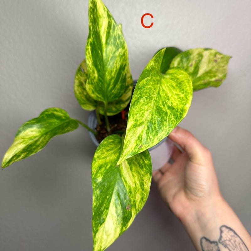 Neon Pothos - Etsy