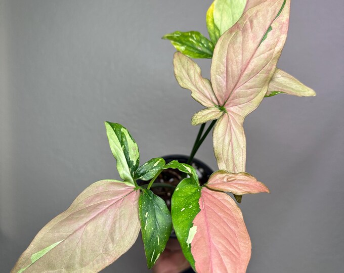 Syngonium Red Spot Tricolor 1 Ft Tall Heavily Rooted in 4” Pot (exact ...