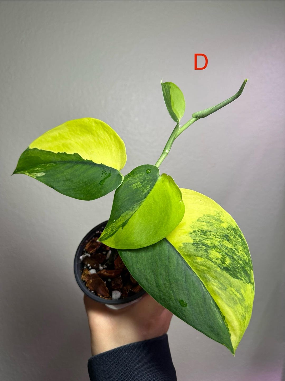 Scindapsus Jade Satin Aurea Heavily Rooted Cuttings With New Growth ...