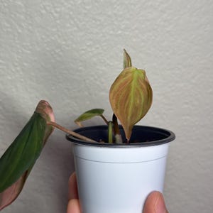 Pink Ferrari Variegated Mican Philodendron 2.5 Pot exact Plant - Etsy