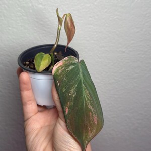 Pink Ferrari Variegated Mican Philodendron 2.5 Pot exact Plant - Etsy
