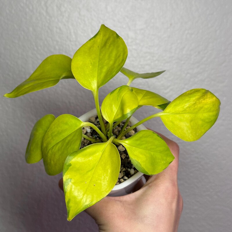 Neon Pothos - Etsy