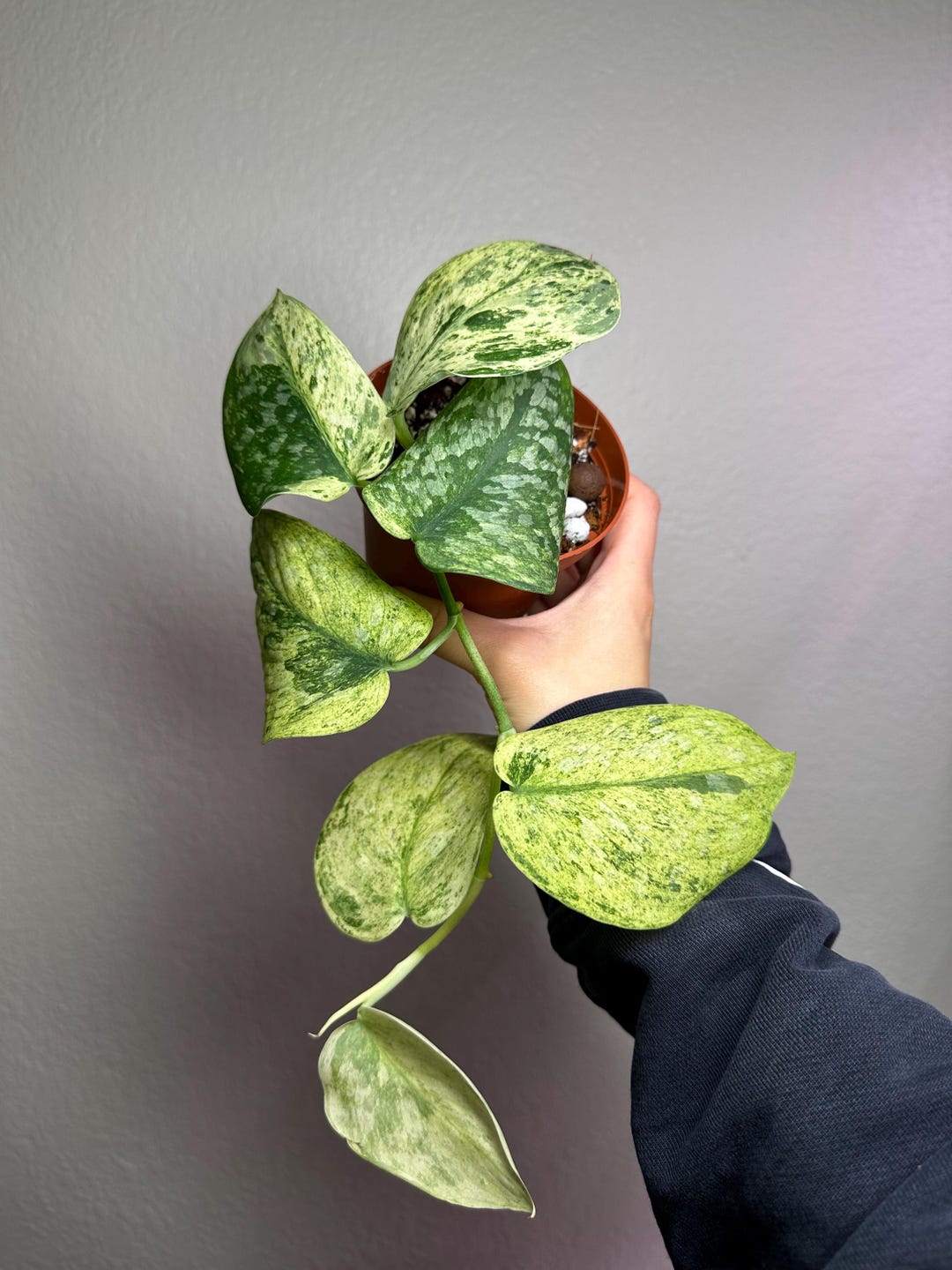 Scindapsus Variegated silver Splash SUPER HIGH COLOR 4 Pot exact Plant ...