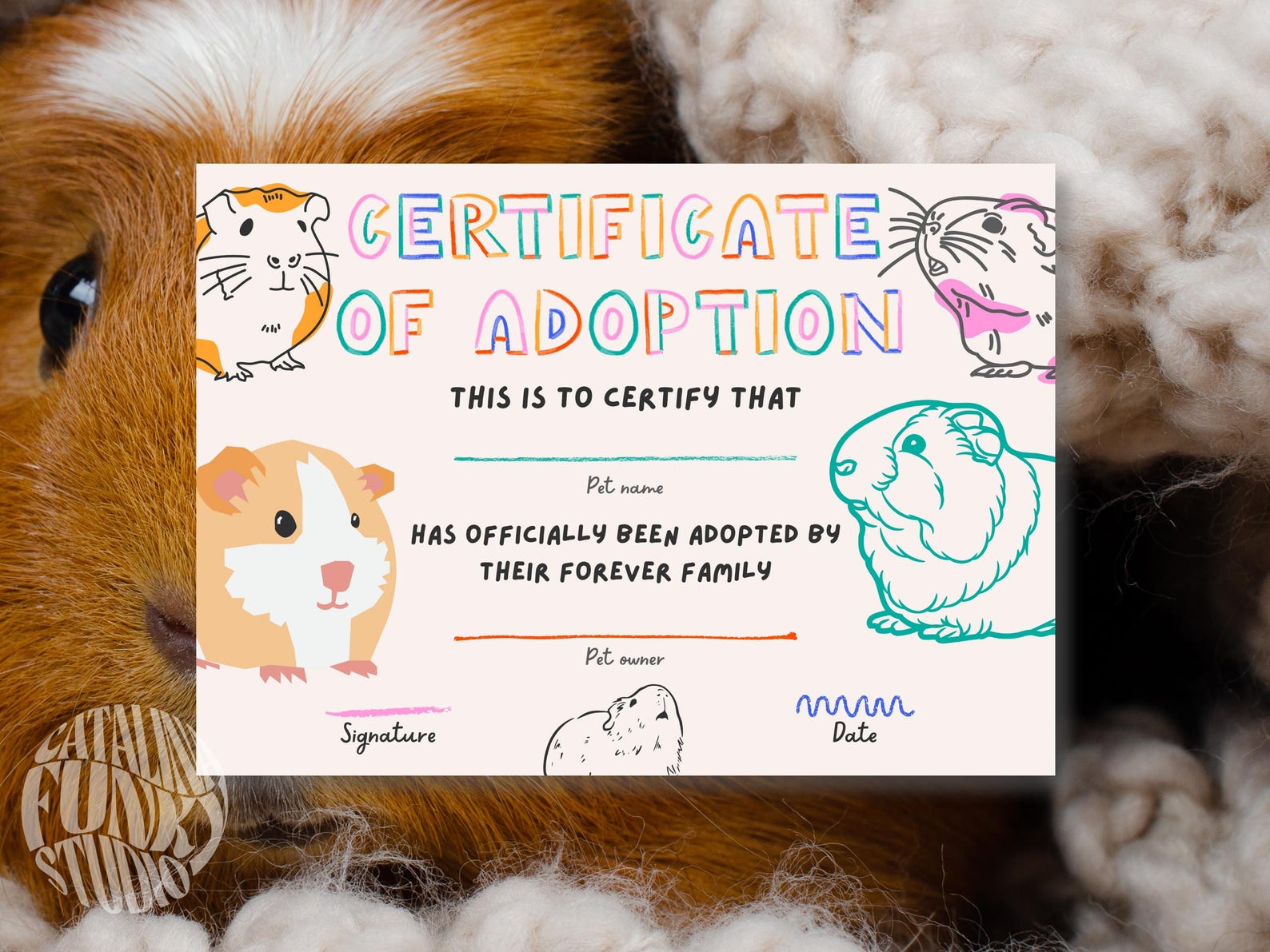 Guinea Pig Adoption Certificate | Guinea Pig Gift & Wall Art | Cavie ...