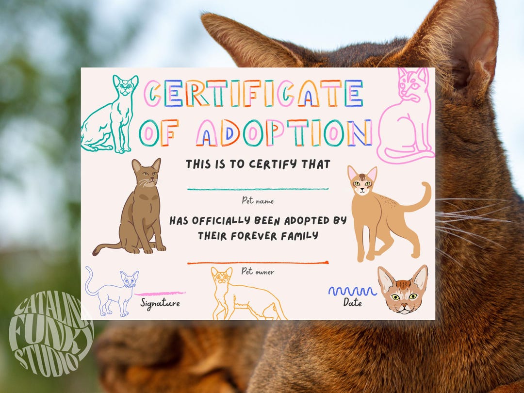 Abyssinian Cat Adoption Certificate: Editable Keepsake (PDF & JPG) - Etsy