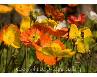 Yellow and Orange Bumblebee Twitch Overlays Cozy - Etsy