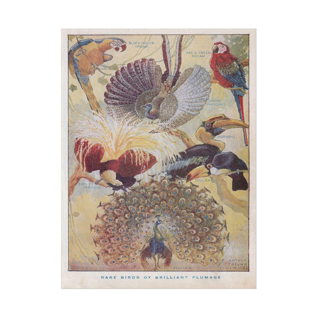 Vintage Bird Illustration Rolled Posters, Wall Decor for Bird Lovers ...