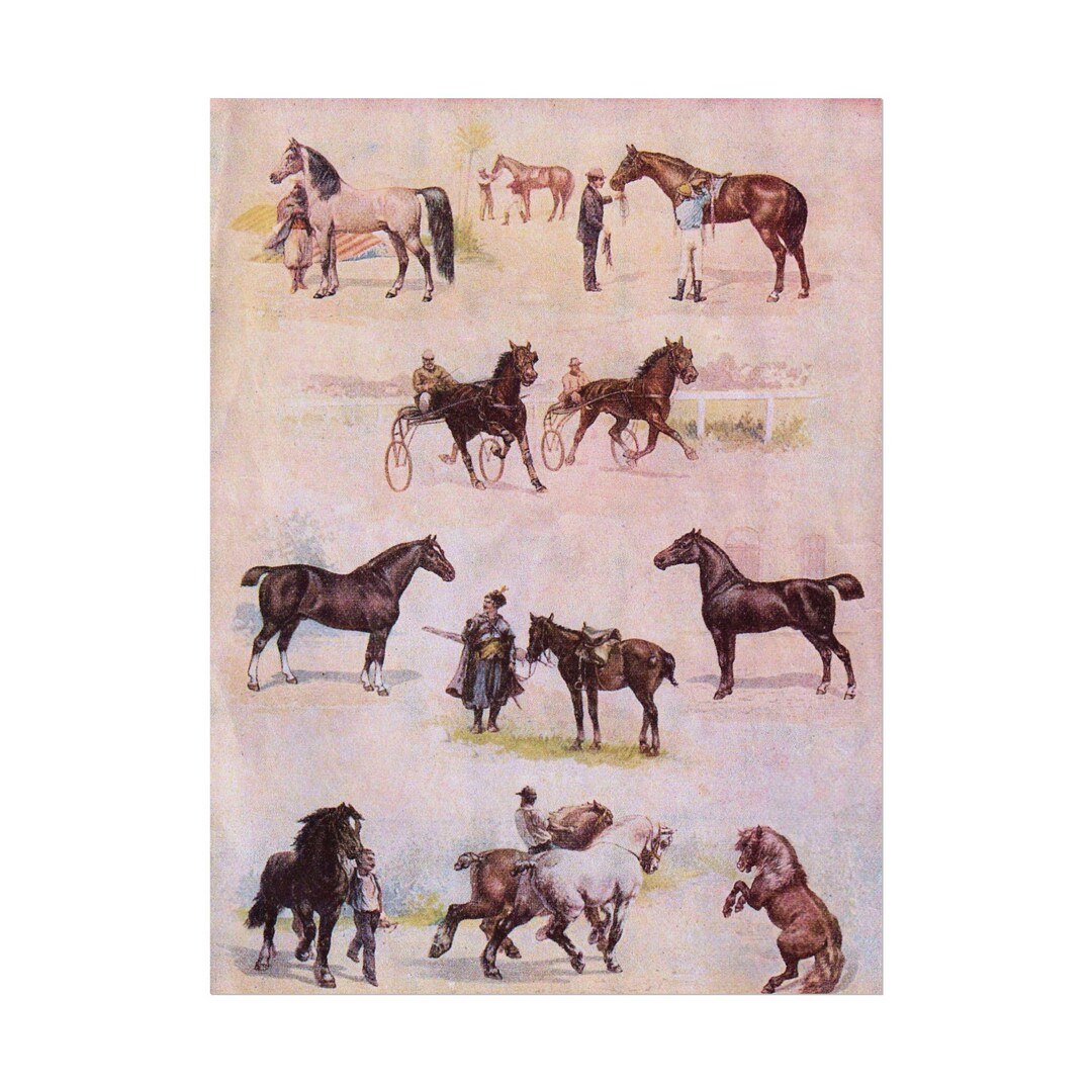 Vintage Horse Breeds Rolled Posters Wall Art, Old Fashioned Equestrian ...