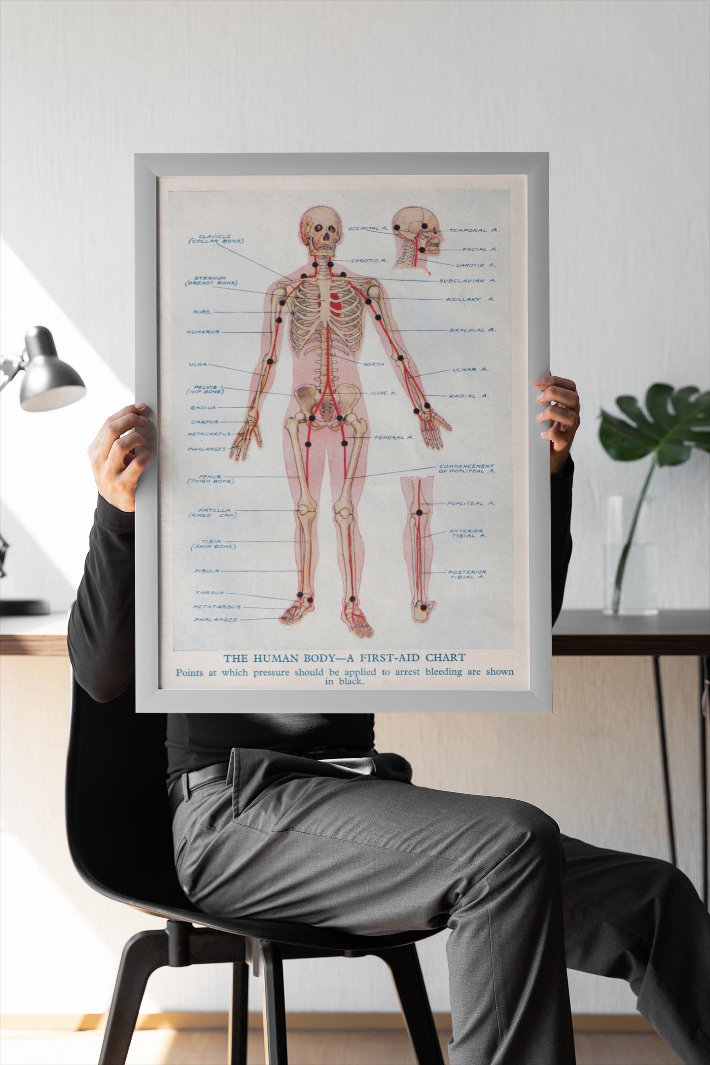 Medical Illustration Rolled Posters - Pressure Points Body Bleeding ...