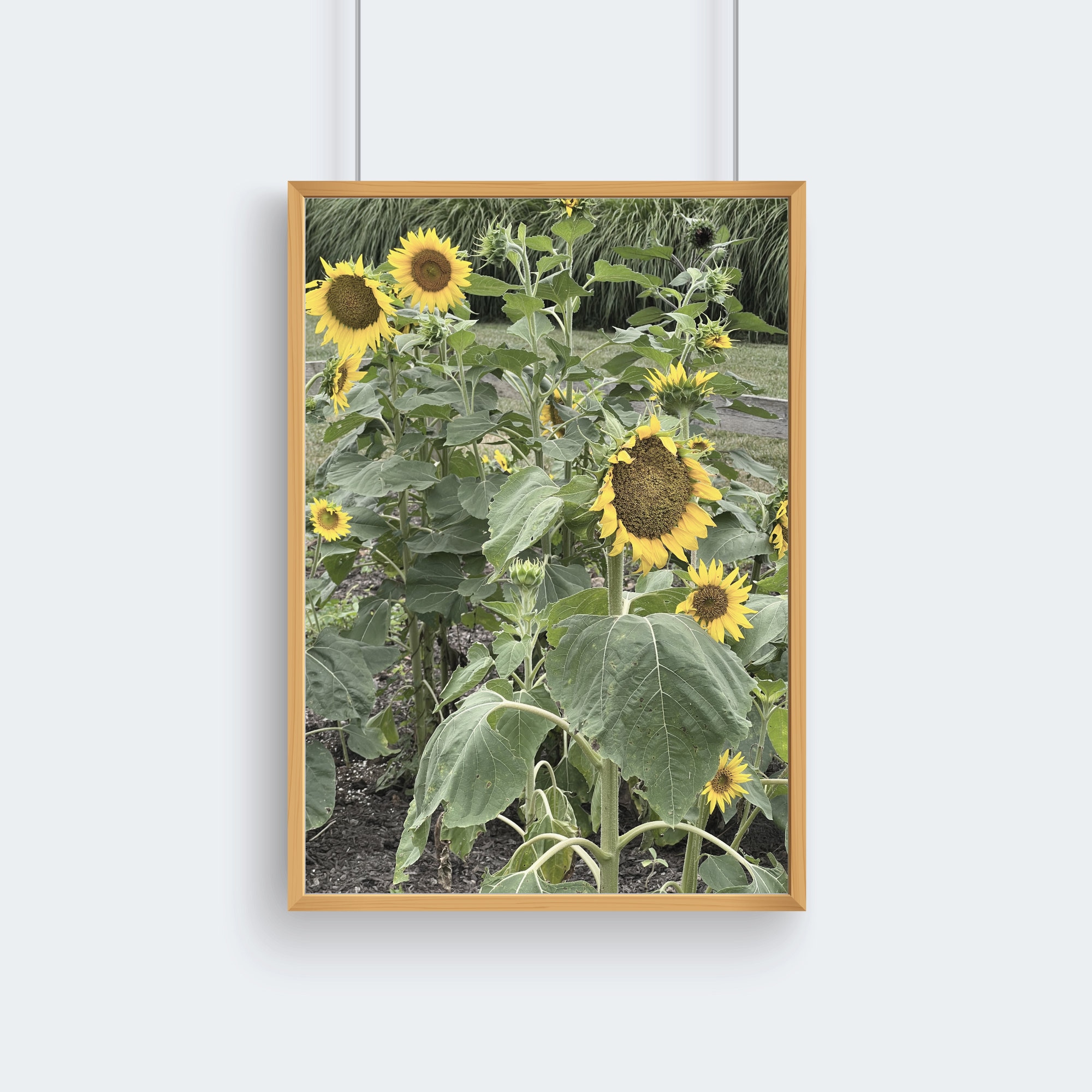Vintage Sunflower Photograph Print, Botanical Print, Botanical, Wall ...