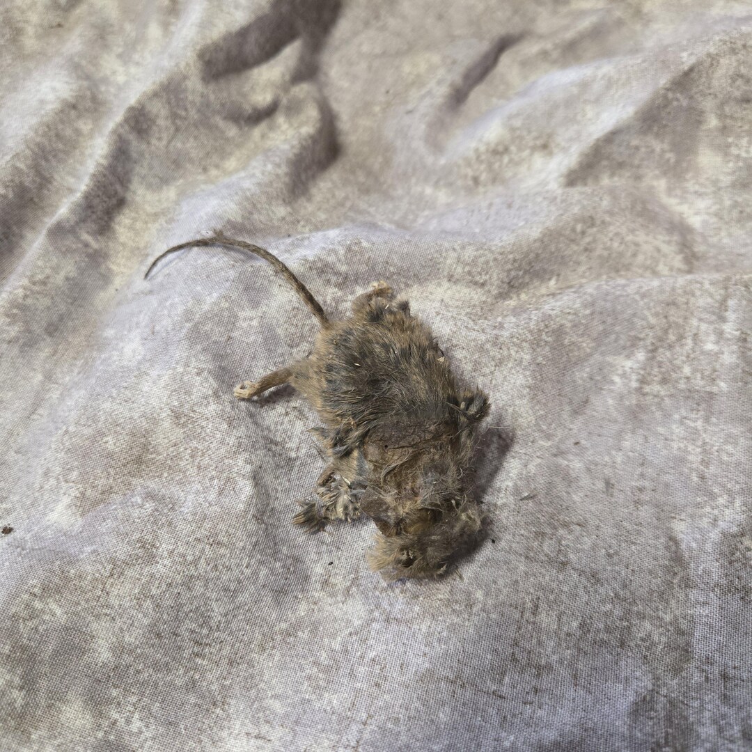 Mummified Mouse D - Etsy